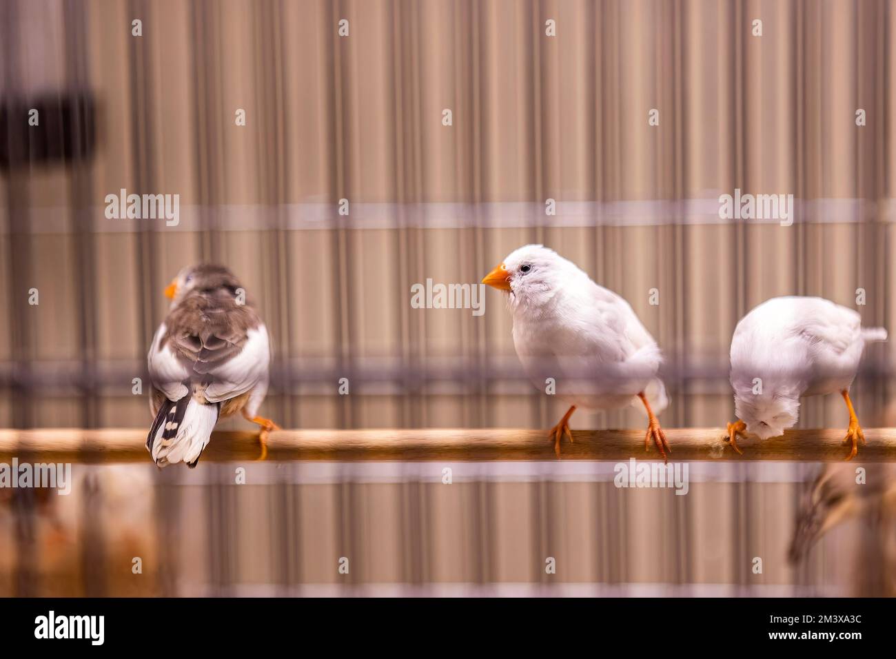 Caged birds in a pet store scene Stock Photo - Alamy