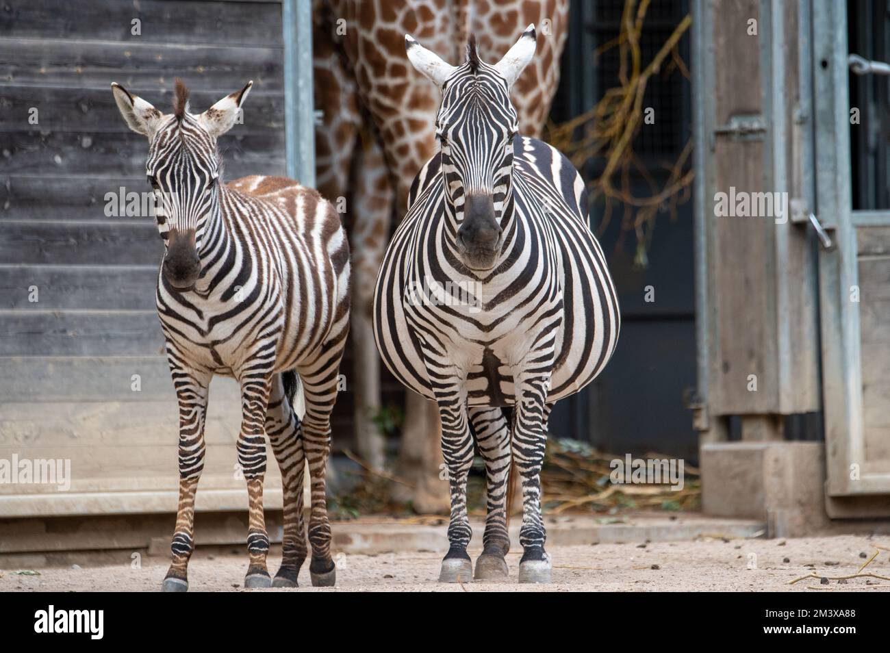 Two zebras outside a shed in a zoo Stock Photo - Alamy