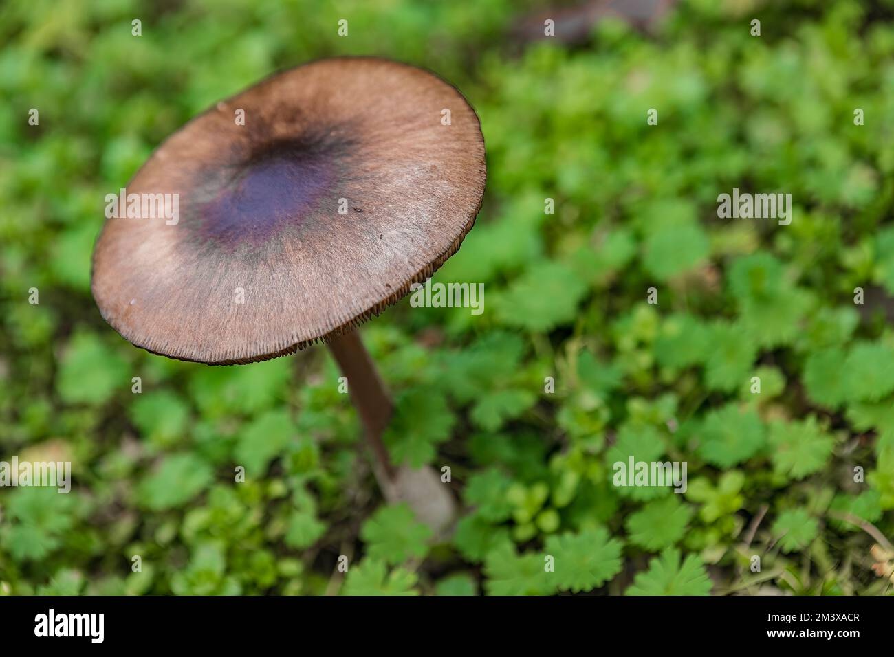 Volvopluteus gloiocephalus mushroom grows in a garden. The big sheath ...