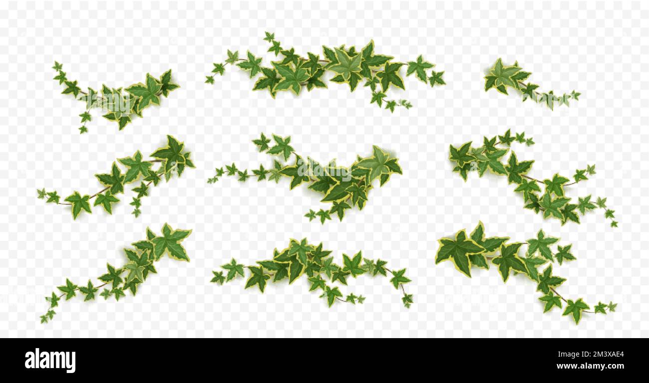 Ivy vines with green leaves of creeper plant, botanical decorative ...