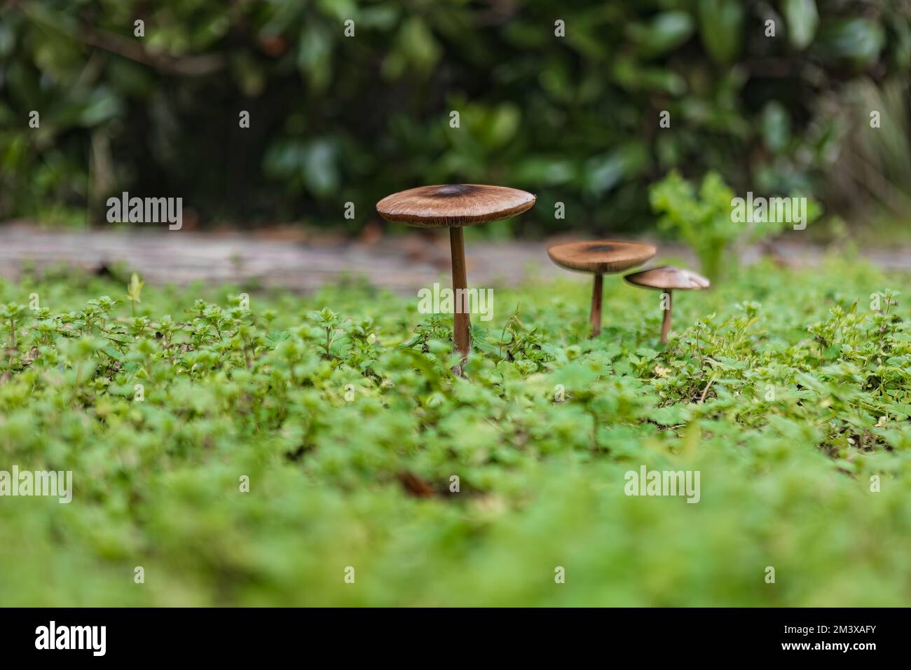 Volvopluteus gloiocephalus mushroom grows in a garden. The big sheath ...