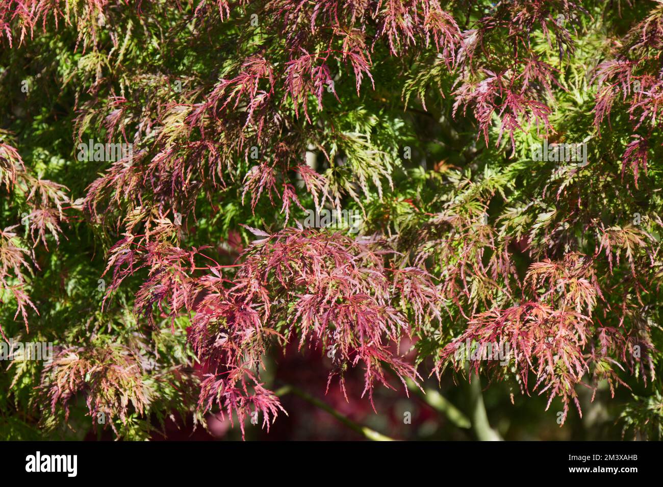 Autumn foliage of Acer palmatum dissectum Seiryu in UK garden October ...
