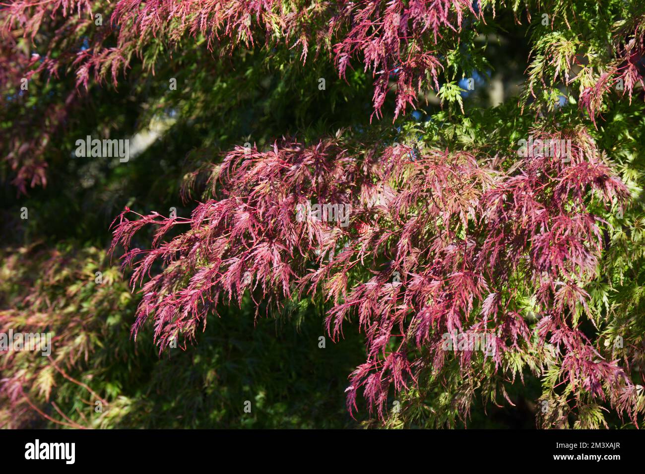 Acer palmatum seiryu hi-res stock photography and images - Alamy
