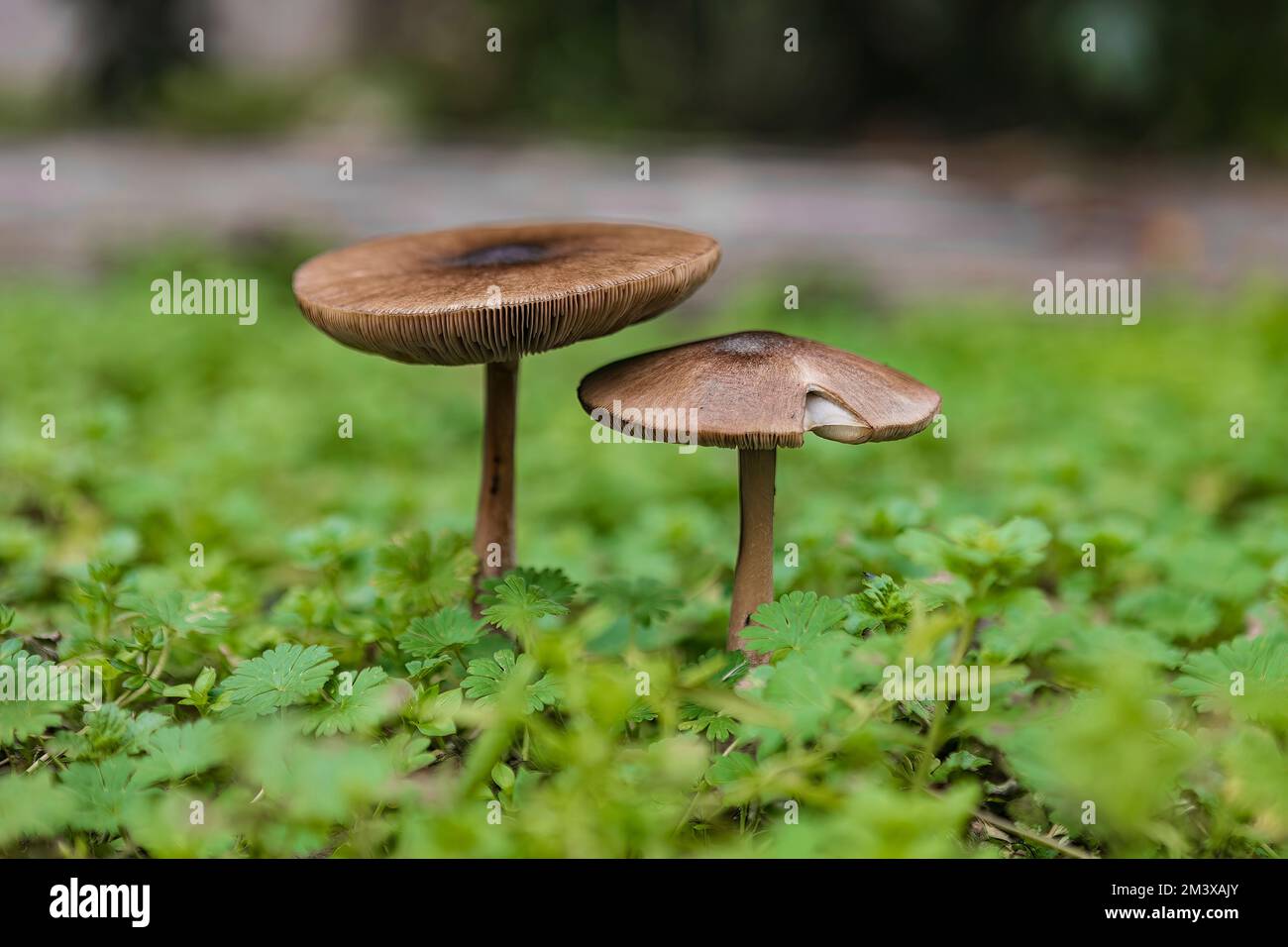 Volvopluteus gloiocephalus mushroom grows in a garden. The big sheath ...