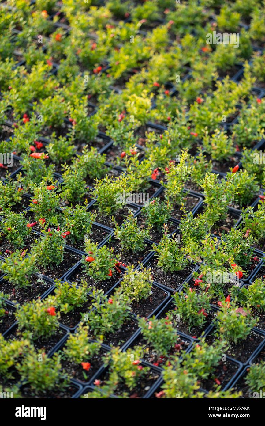 Fruit bushes garden pots hi-res stock photography and images - Alamy