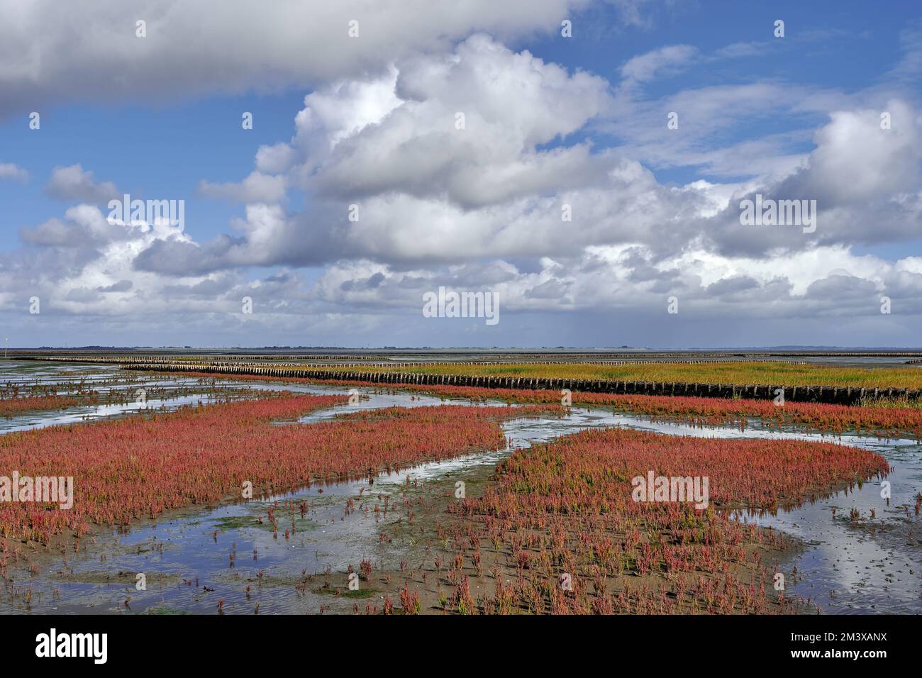Salicornia salt marsh hi-res stock photography and images - Alamy