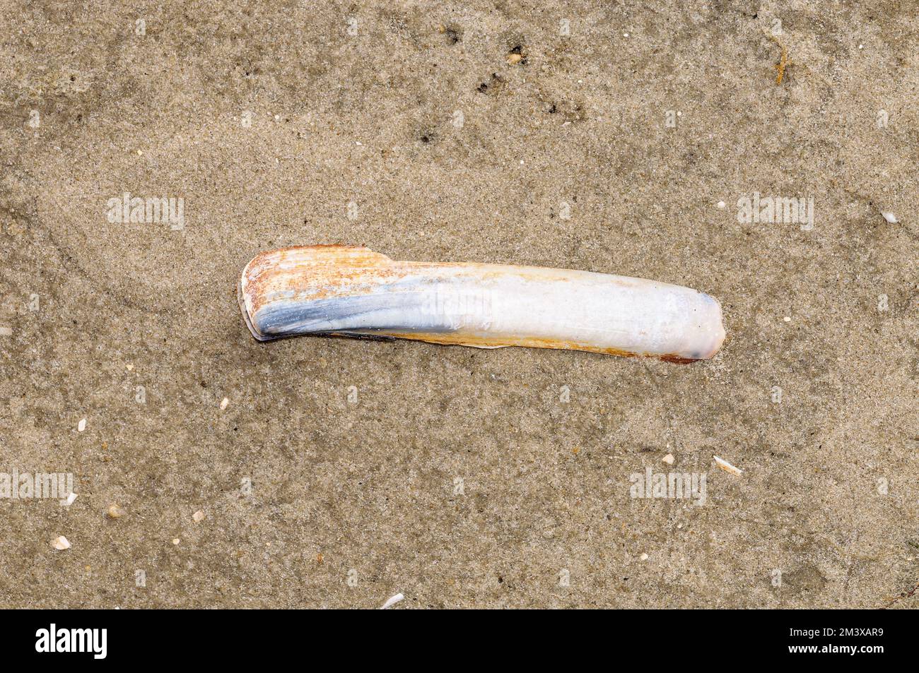 atlantic jackknife clam (Ensis directus),North Sea,Germany Stock Photo ...