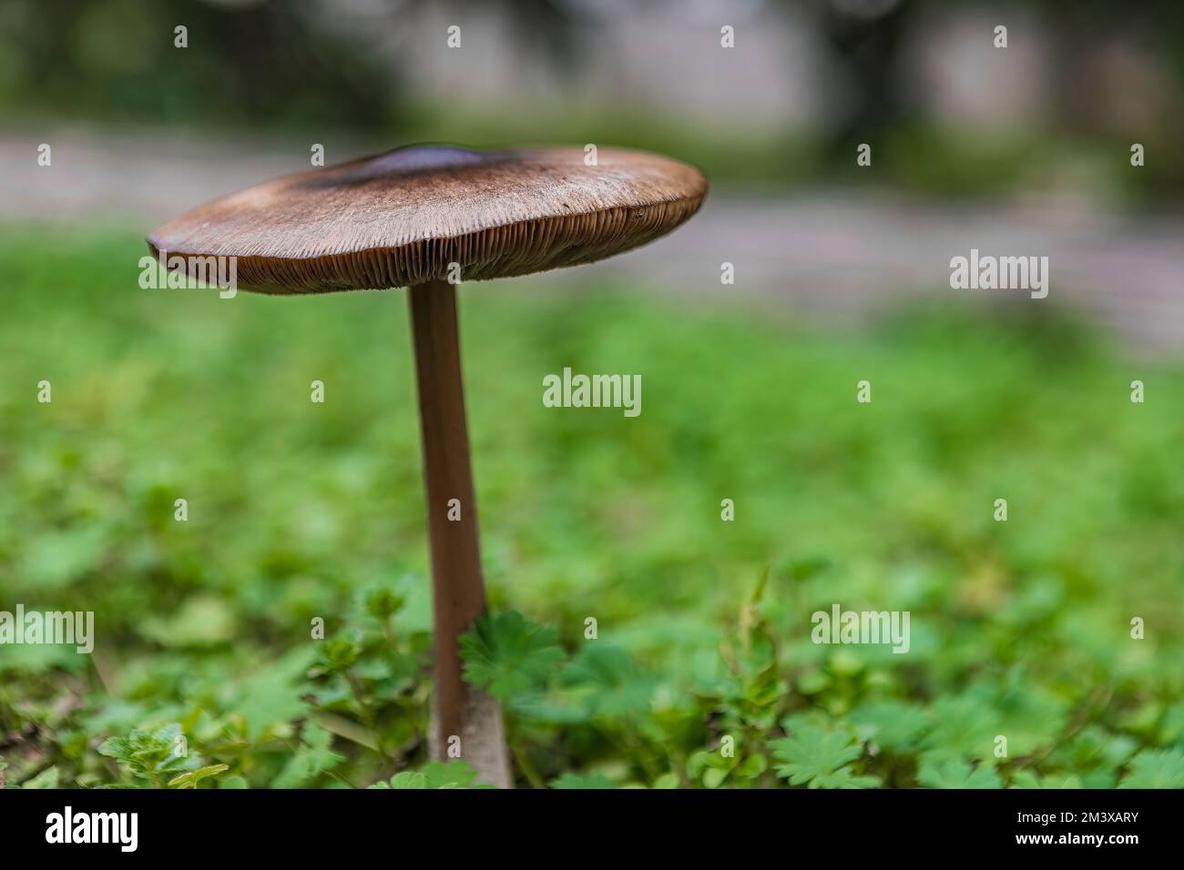 Volvopluteus gloiocephalus mushroom grows in a garden. The big sheath ...