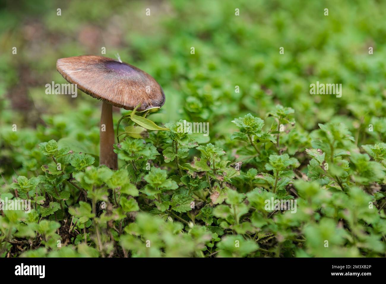 Volvopluteus gloiocephalus mushroom grows in a garden. The big sheath ...