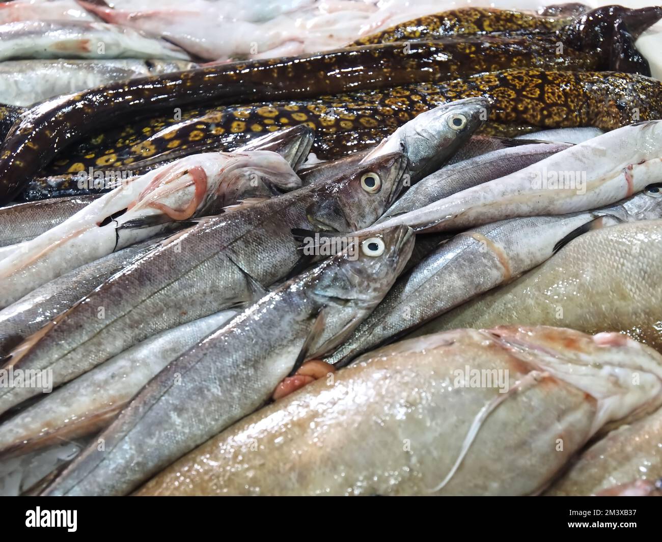 Seabrass hi-res stock photography and images - Alamy