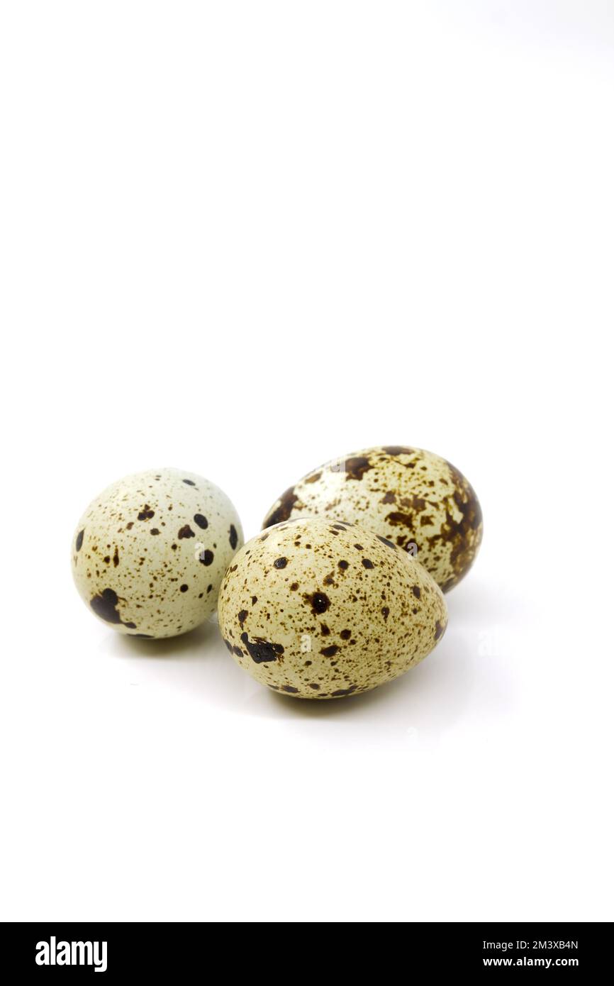 Quail eggs in a group, a delicacy with great taste qualities. Selective ...