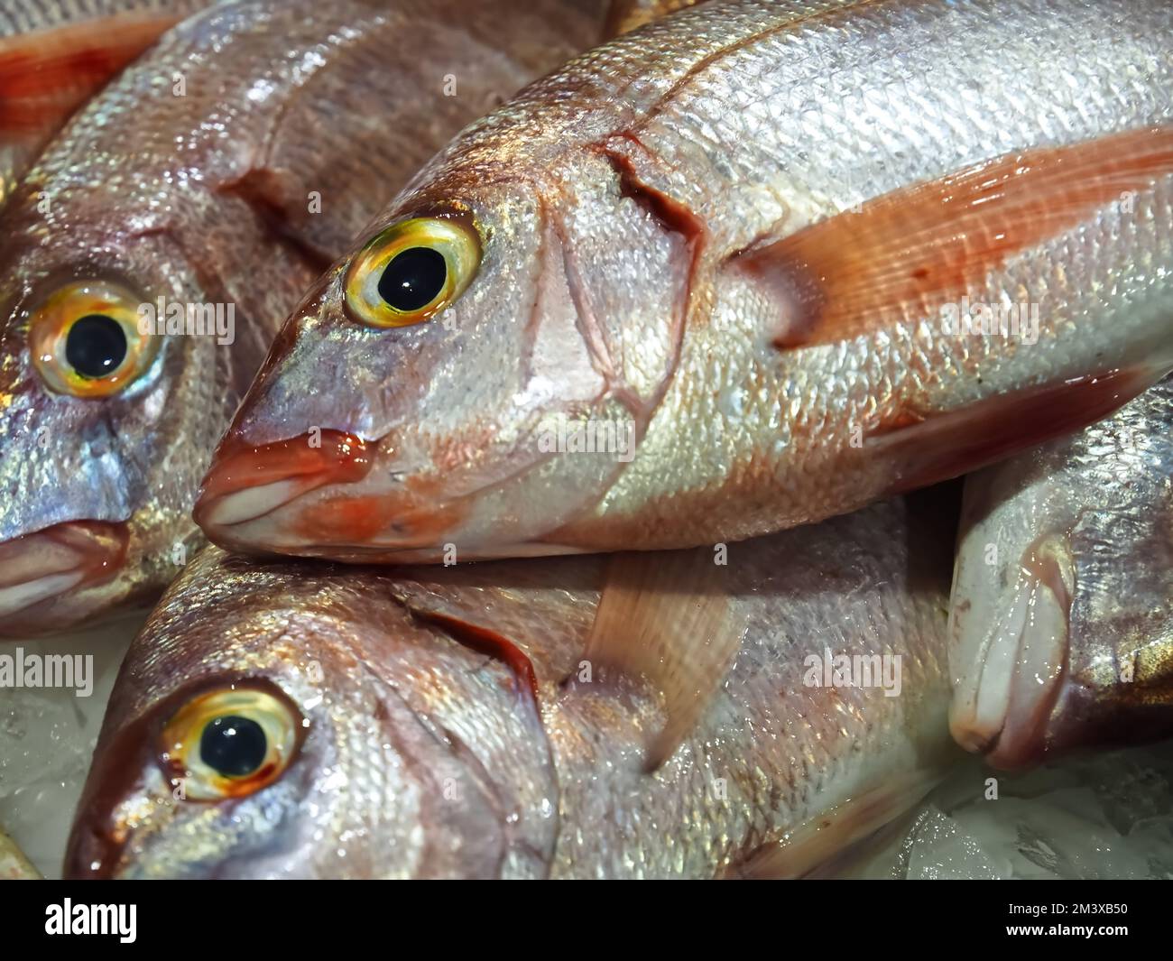 Fresh seafood fish market goatfish hi-res stock photography and images ...