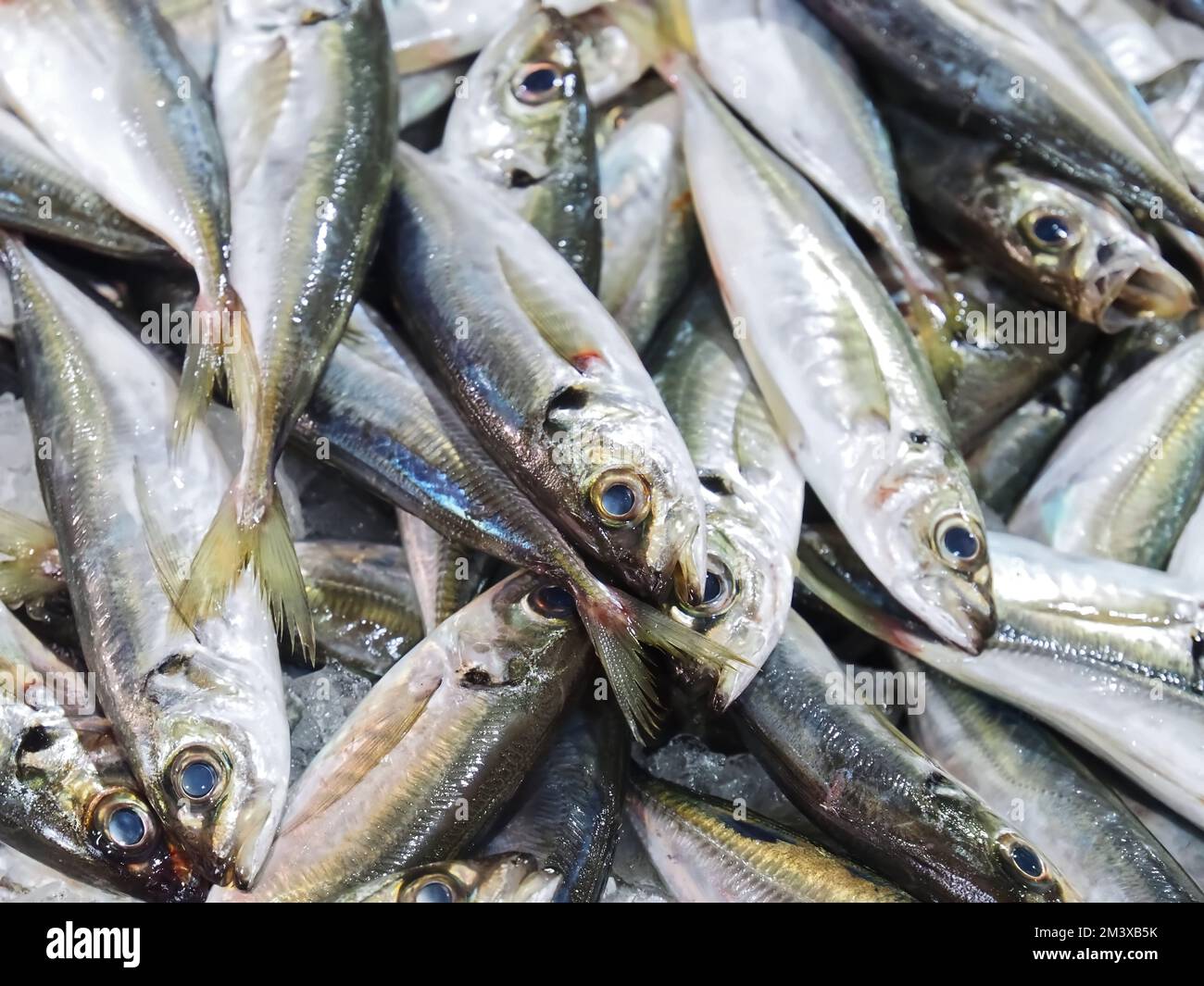 Lot of raw fresh fish at a market Stock Photo - Alamy