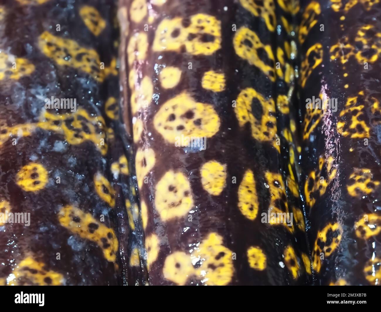 Moraine fish with yellow dots at a seafood market Stock Photo - Alamy