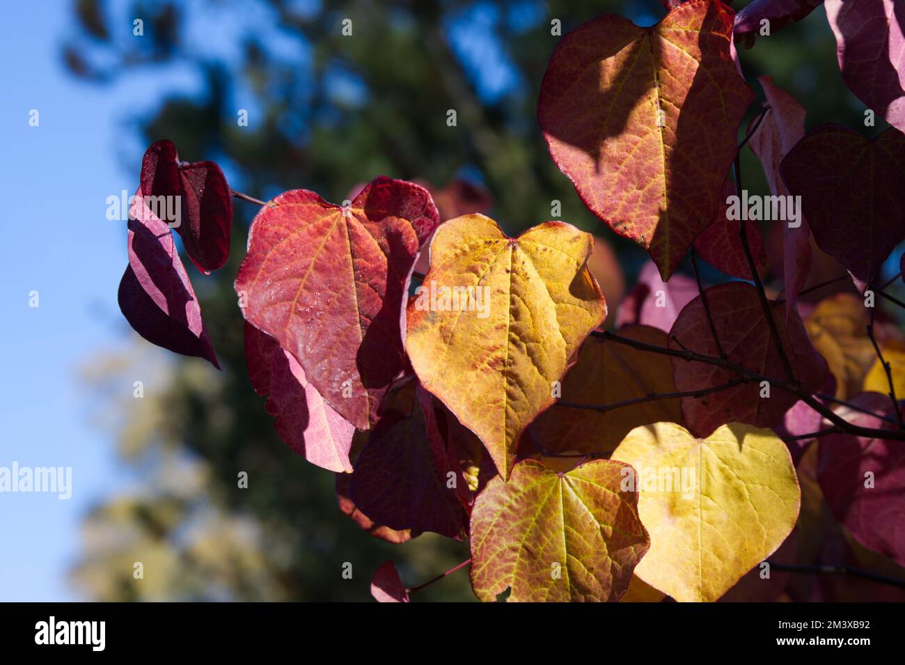 Autumn colour of foliage on Cercis canadensis Forest Pansy tree in UK ...