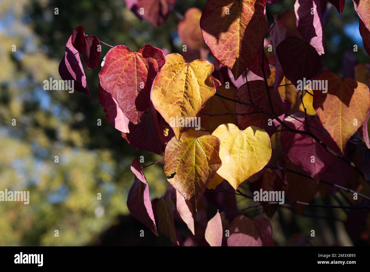 Cercis canadensis forest pansy hi-res stock photography and images - Alamy