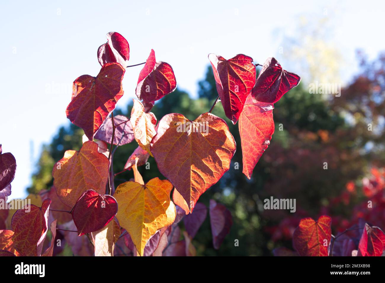 Autumn colour of foliage on Cercis canadensis Forest Pansy tree in UK ...