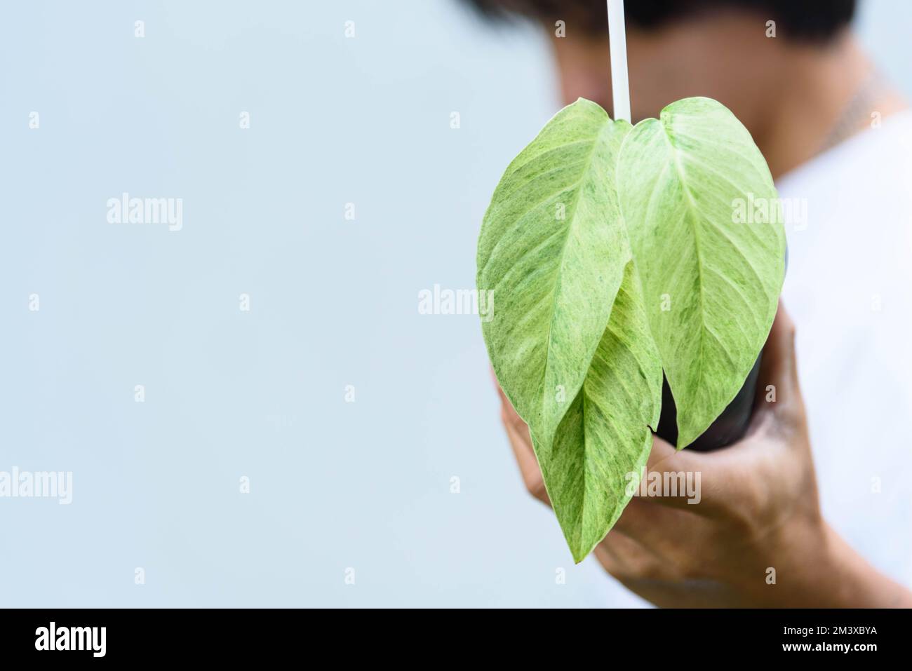 Fresh leaf of monstera laniata narrow form mint variegated in the pot ...