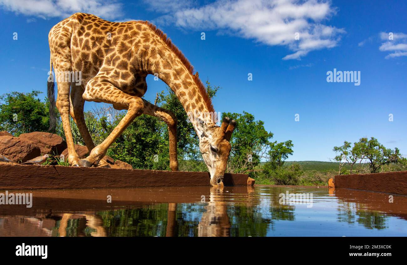 South African giraffe (Giraffa giraffa giraffa) drinking form a bird ...