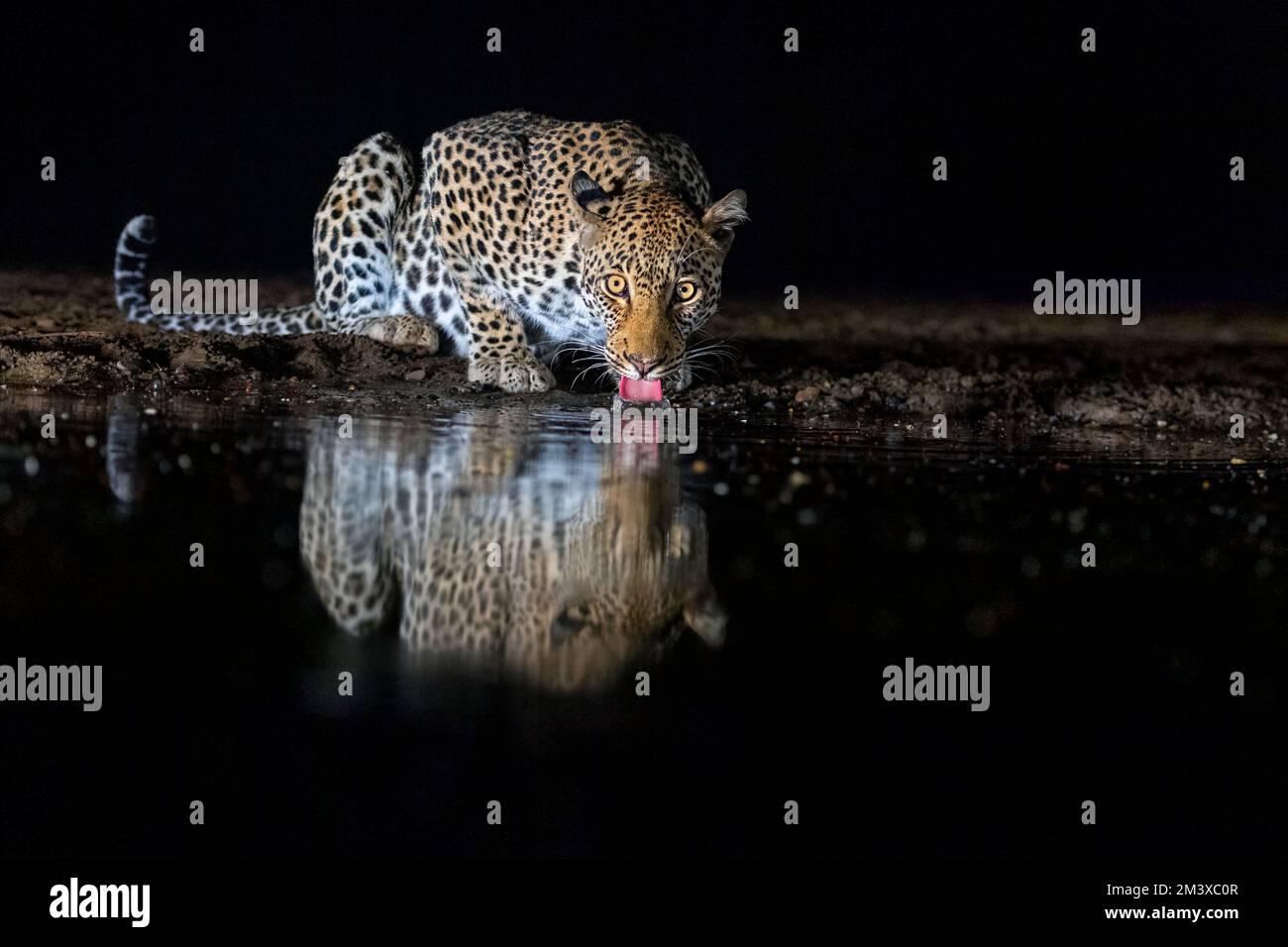 Leopard (Panthera pardus) drinking from a pond in the middle of the ...