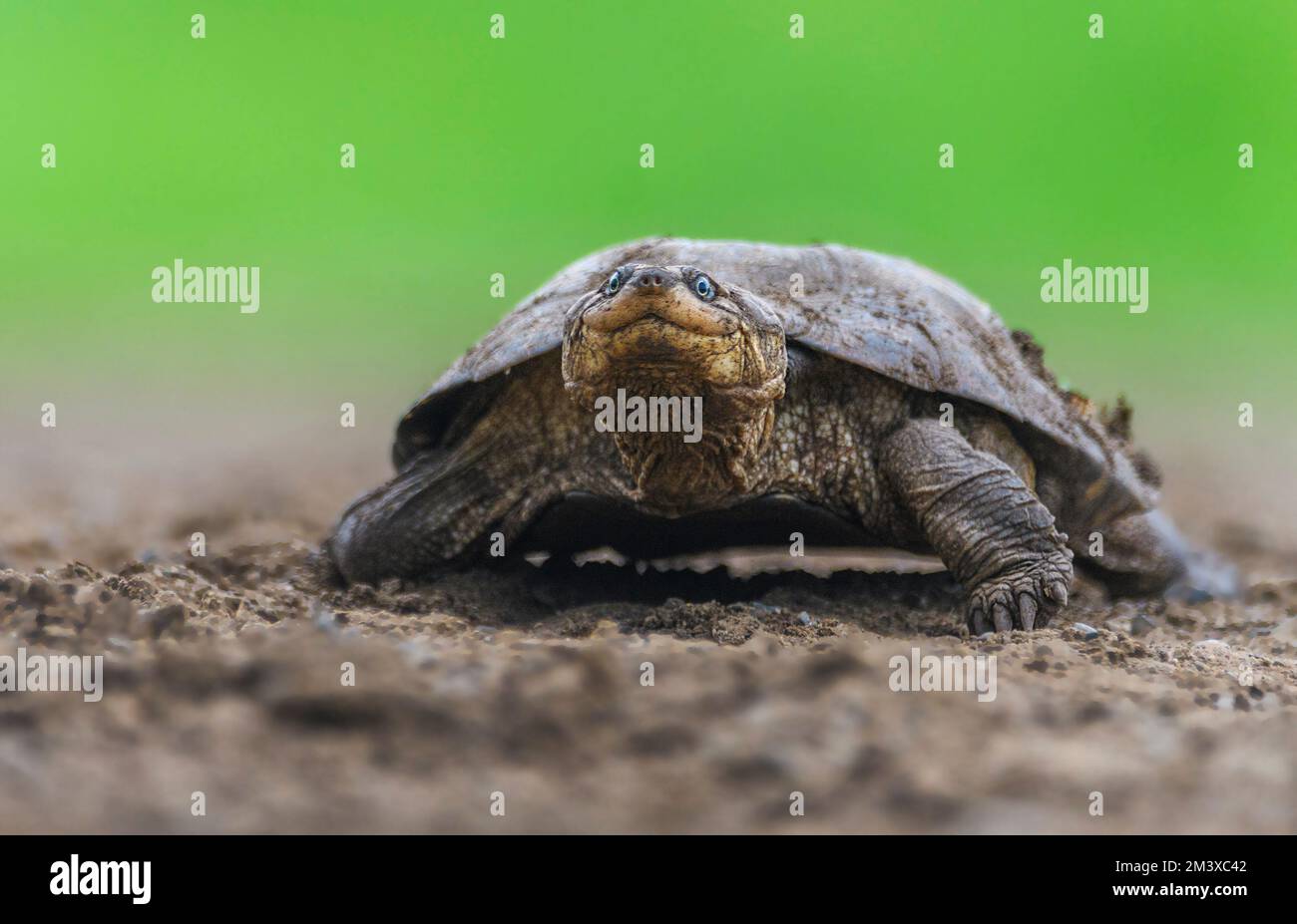 Serrated hinged terrapin (Pelusios sinuatus) from Zimanga, South Africa ...