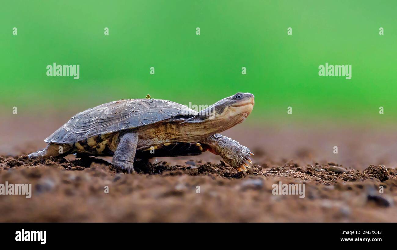 Serrated hinged terrapin (Pelusios sinuatus) from Zimanga, South Africa ...