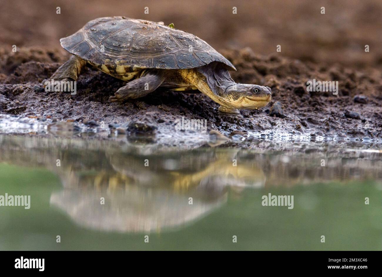 Sternotherus sinuatus hi-res stock photography and images - Alamy