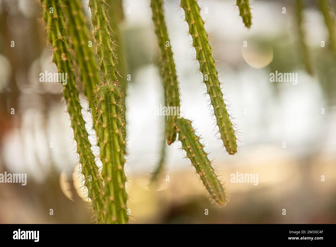 Beautiful Selenicereus Validus cactus plant in the garden Stock Photo ...
