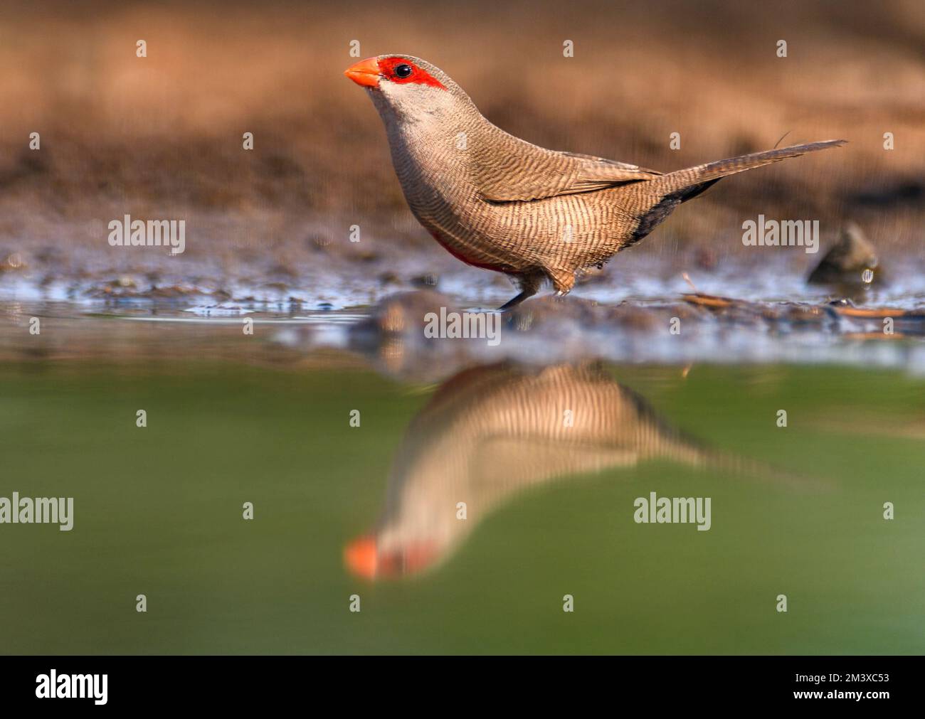 Common waxbill (Estrilda astrild) at a pond in Zimanga Private Reserve ...