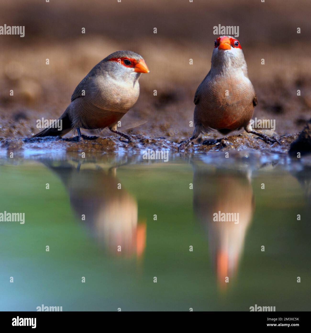 Common waxbills (Estrilda astrild) at a pond in Zimanga Private Reserve ...
