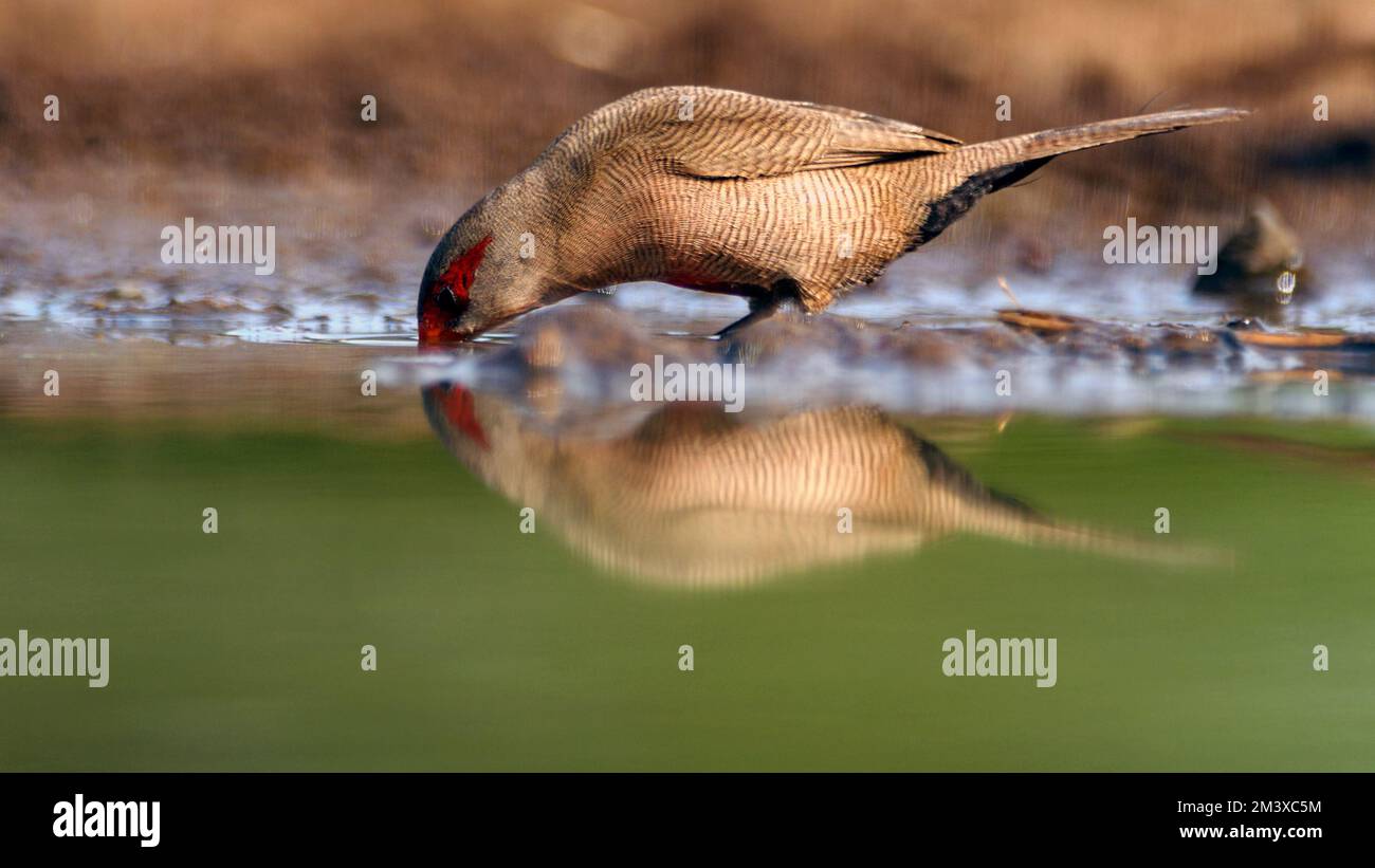 Common waxbills (Estrilda astrild) drinking from a pond in Zimanga ...