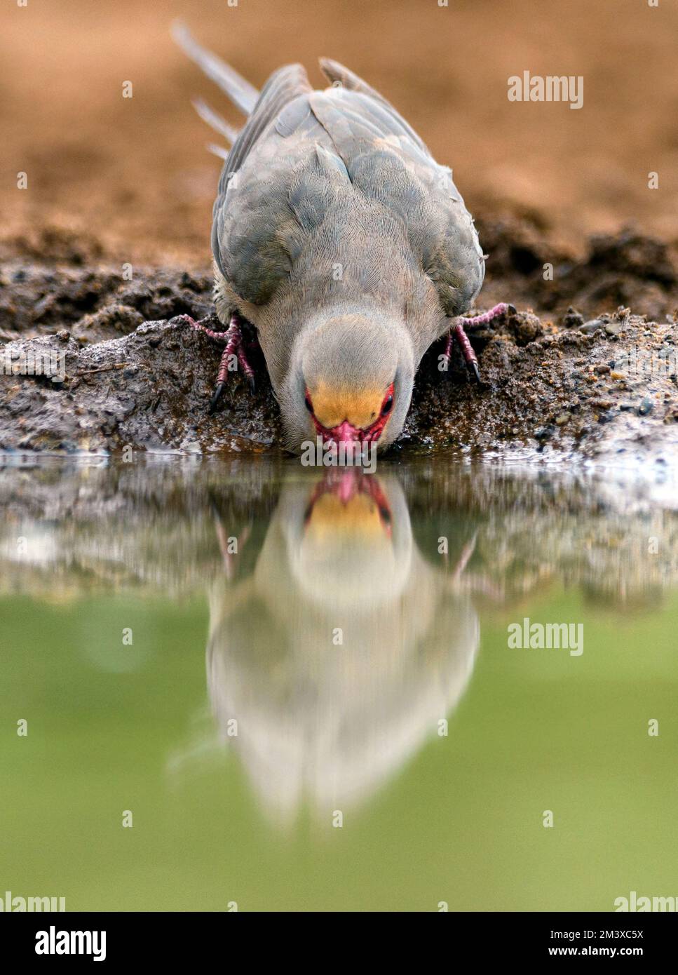 Red-faced mousebird (Urocolius indicus) drinking at Zimanga, South ...