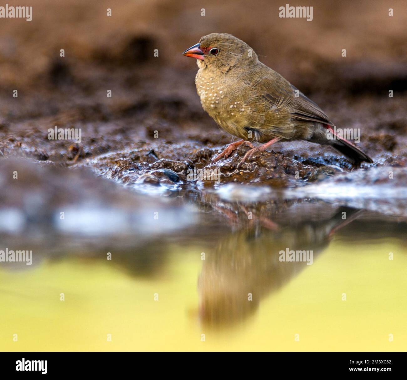 Female red-billed firefinch (Lagonosticta senegala) from Zimanga, South ...