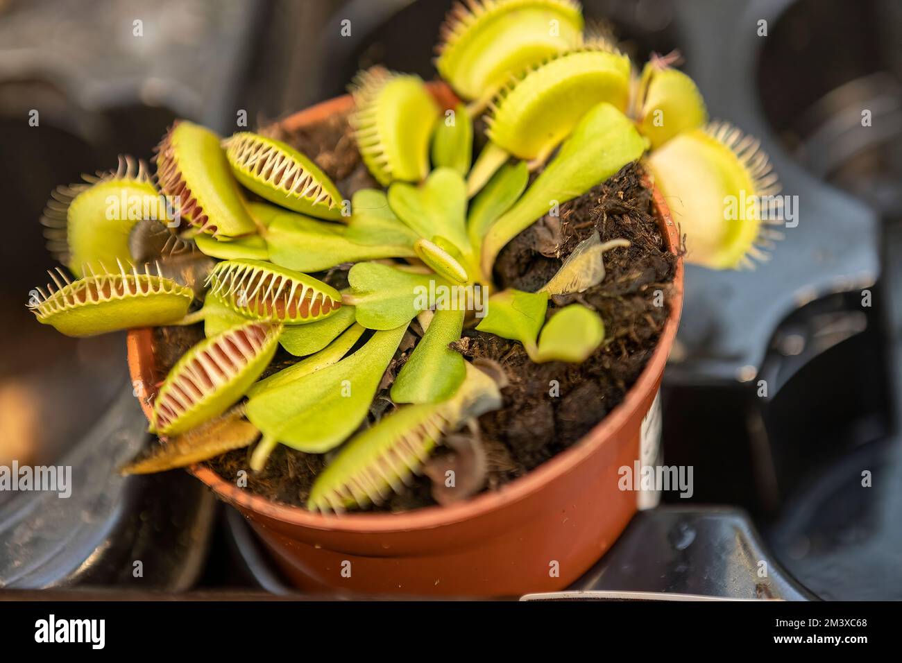 Dionaea muscipula Carnivorous plant macro detail Stock Photo - Alamy