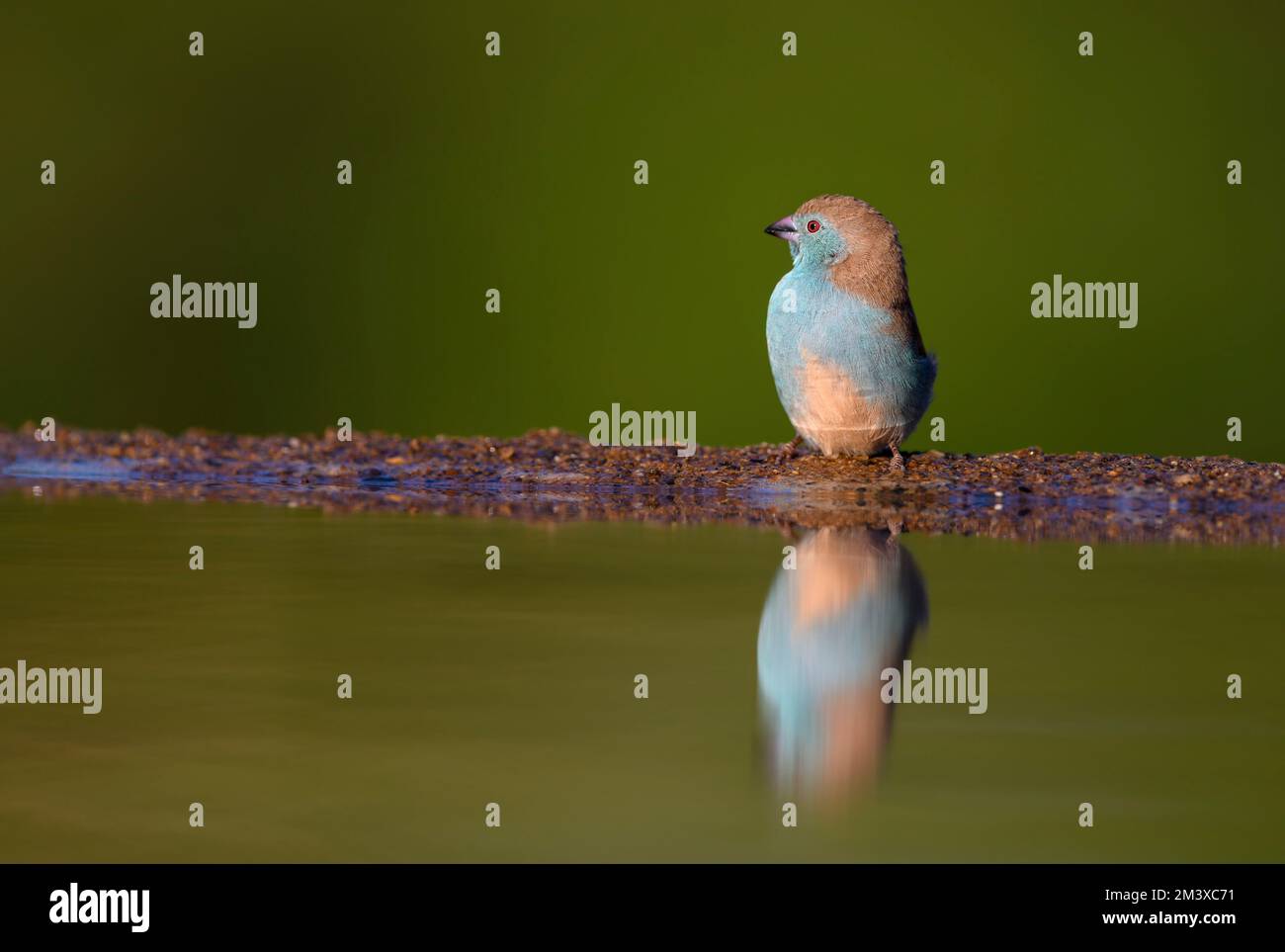Southern cordonbleu (blue waxbill) (Uraeginthus angolensis) from ...