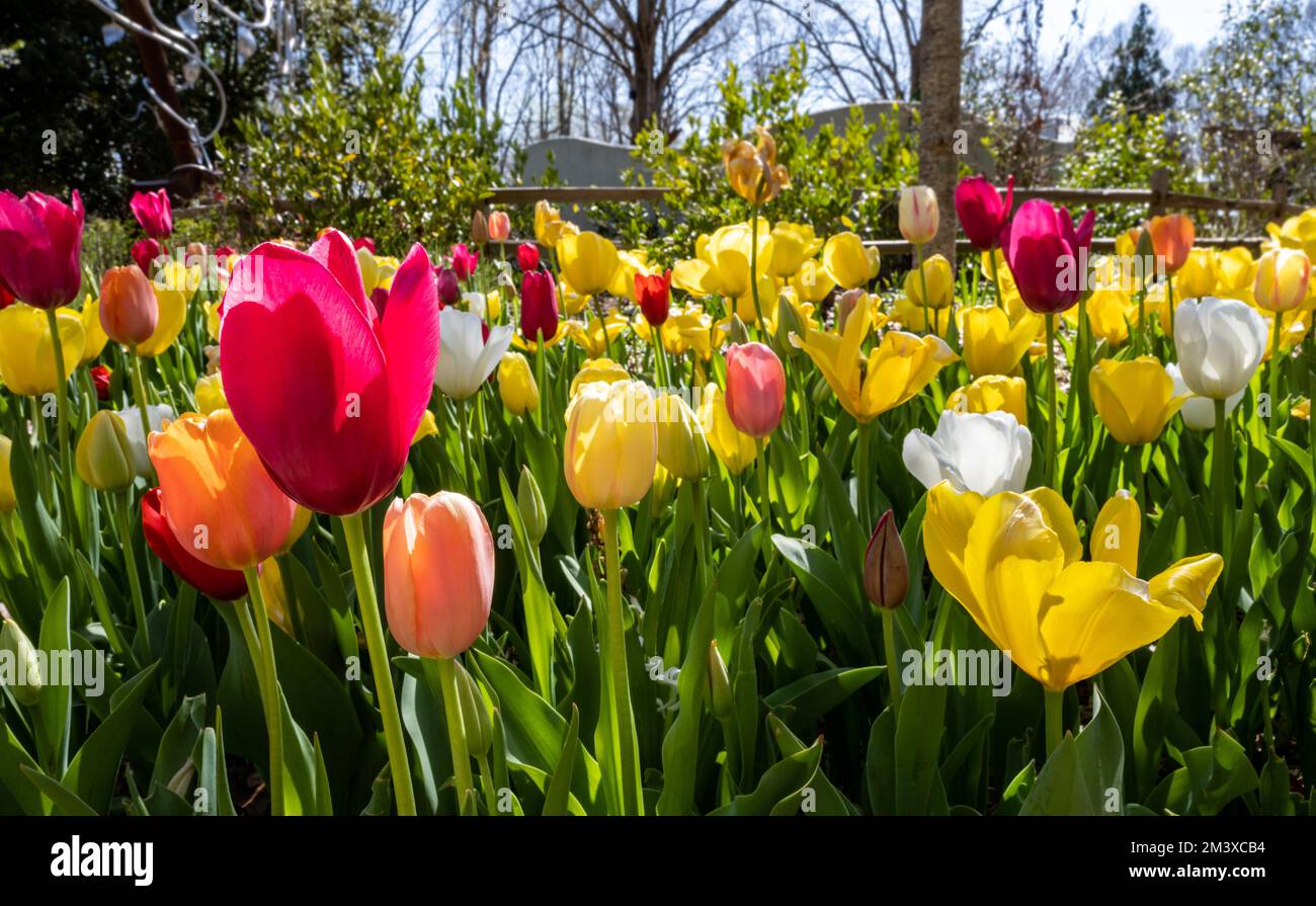 Bed multi colored flowers hi-res stock photography and images - Alamy
