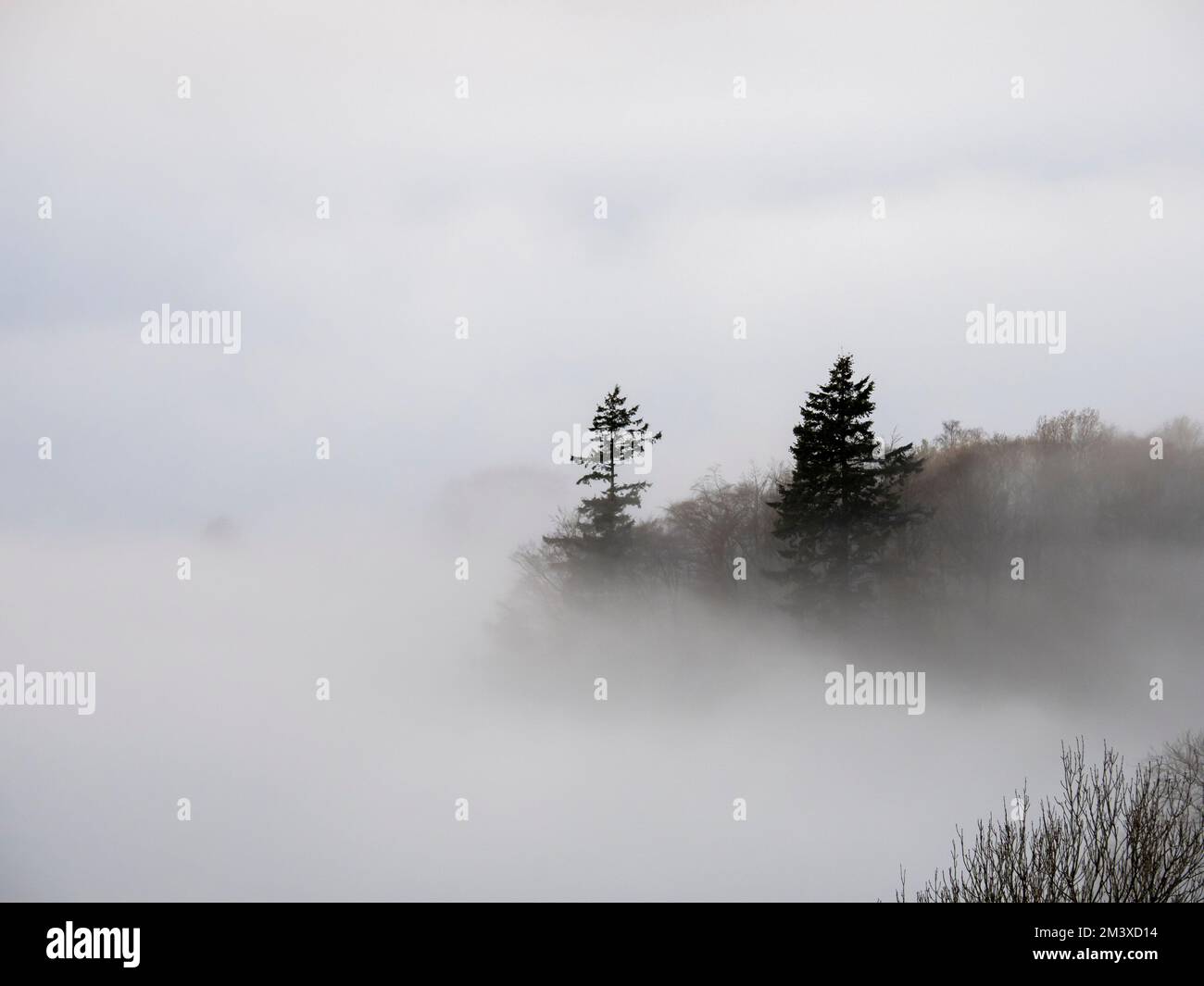 Trees poking out of valley mist at dawn from Ambleside, Lake District ...