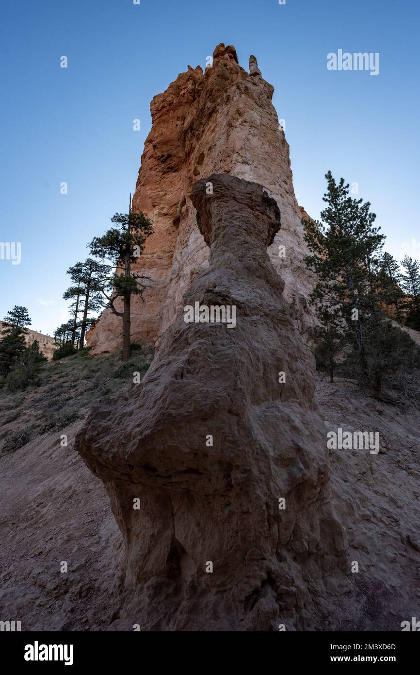 Tall trees in bryce canyon hi-res stock photography and images - Alamy