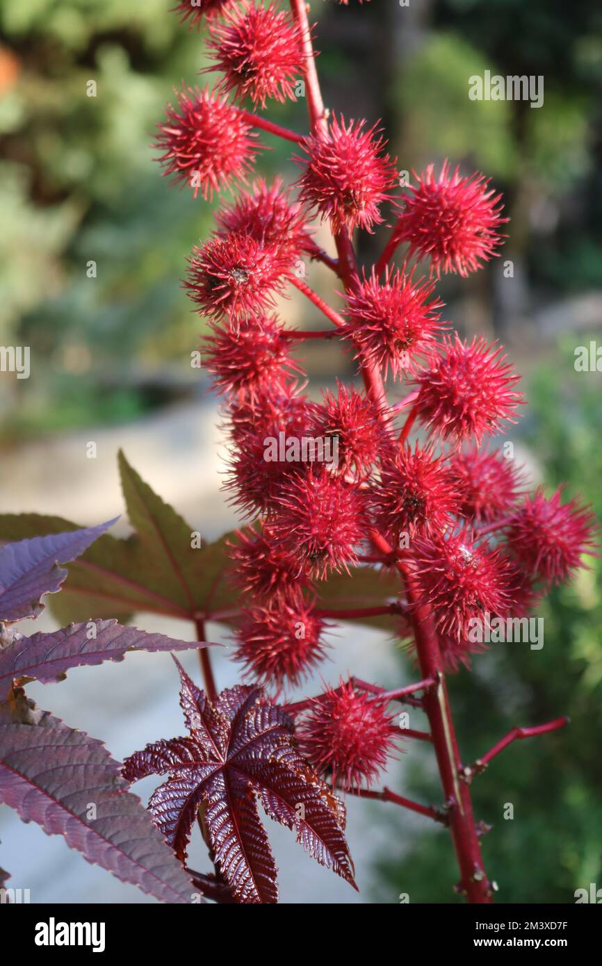 Red flowers of the castor oil plant, ricinus communis, a species of ...