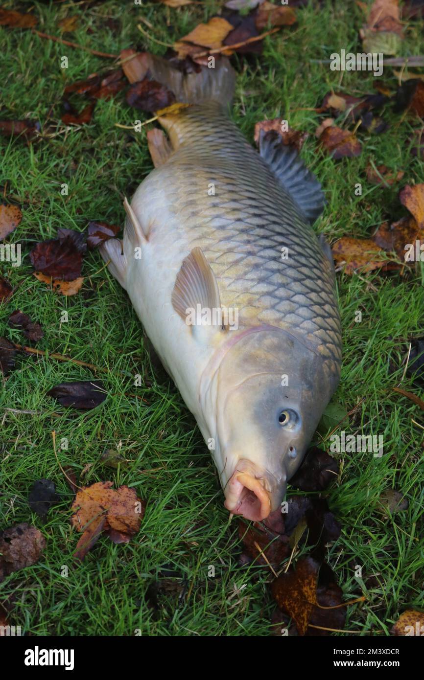 Freshly caught fish lying on grass Stock Photo - Alamy