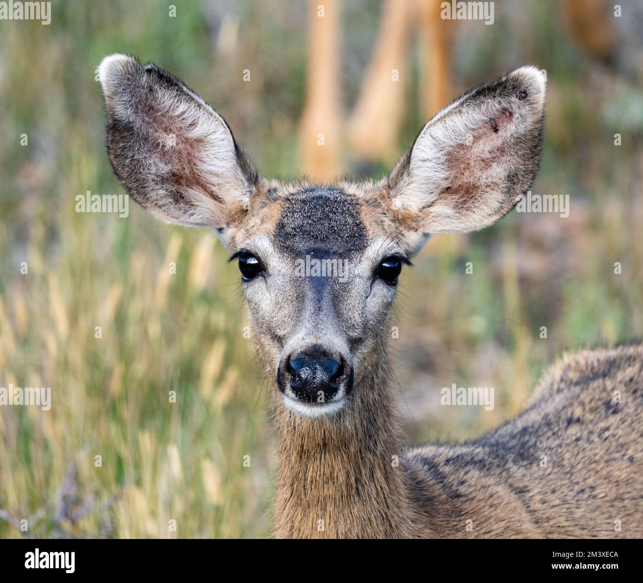 The portrait of a Columbian black-tailed deer looking straight Stock ...