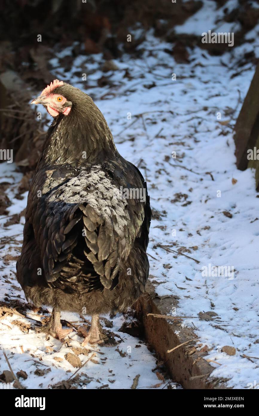 Maran chicken hi-res stock photography and images - Alamy