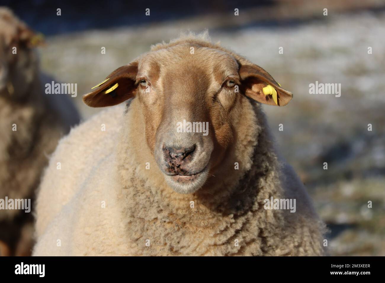 Fox and sheep hi-res stock photography and images - Alamy