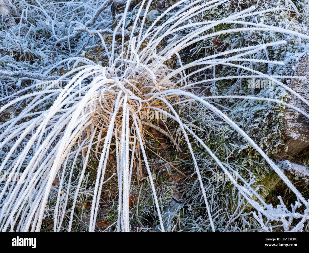 Heavy frost on grass hi-res stock photography and images - Alamy