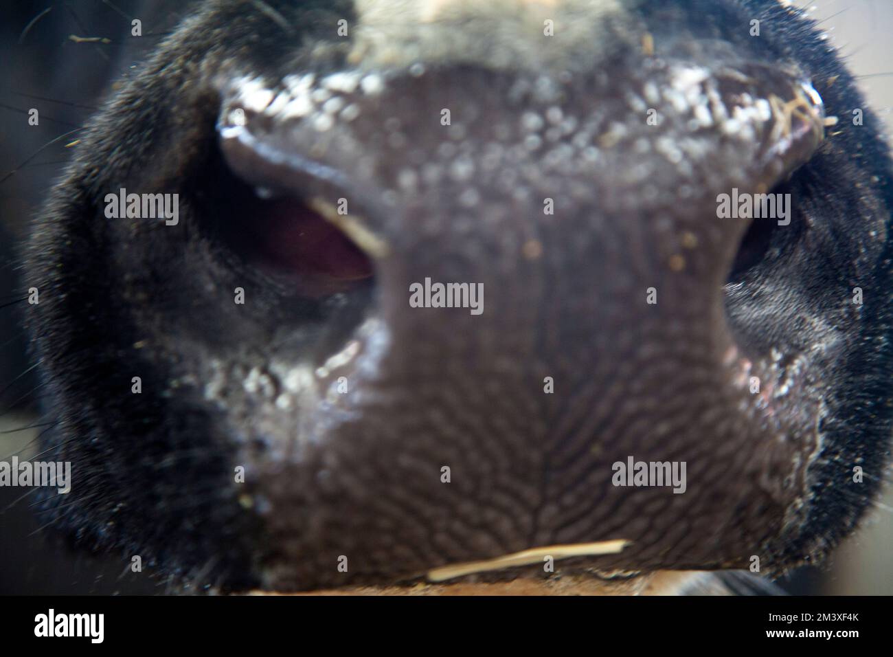 Farming cow cows close hi-res stock photography and images - Alamy