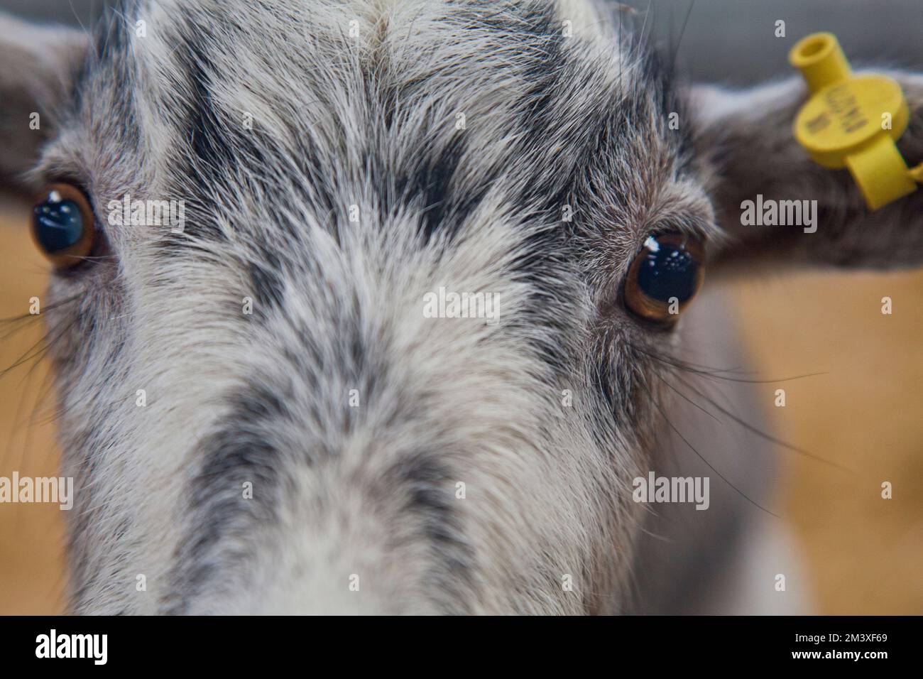a head shot of a Goat looking straight into the lens of the camera ...