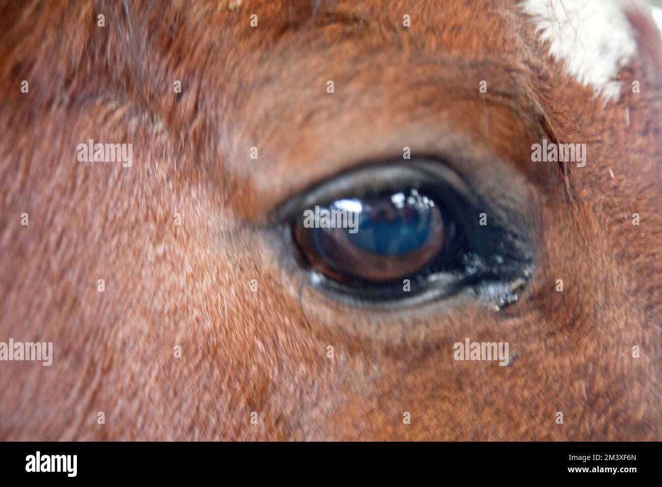 Farm animal view up view hi-res stock photography and images - Alamy