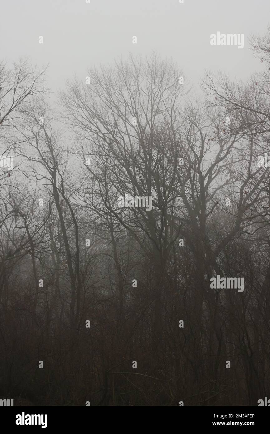 Stark silhouettes of barren trees in the misty autumn morning Stock ...