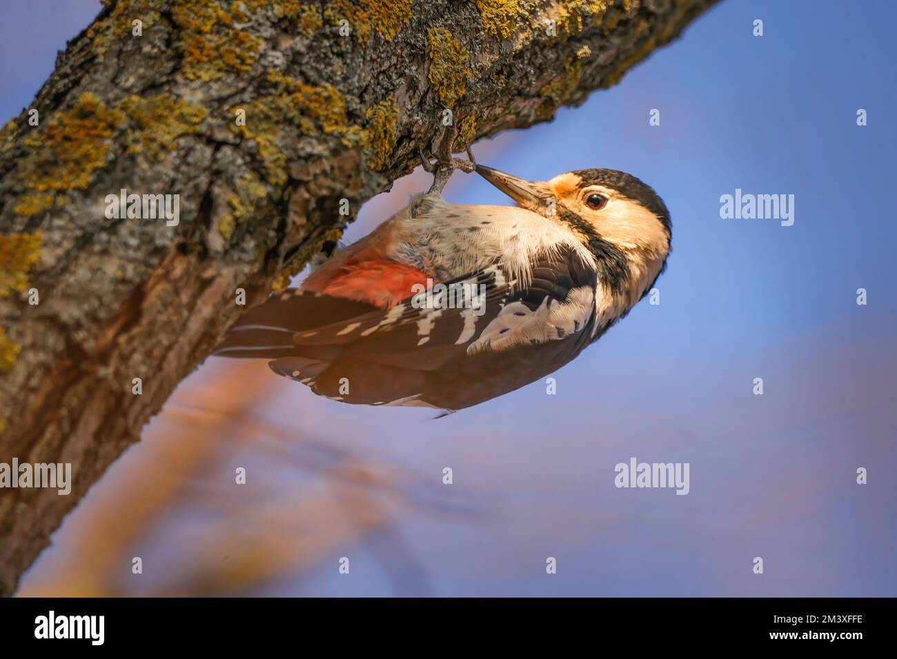 Syrian birds hi-res stock photography and images - Alamy