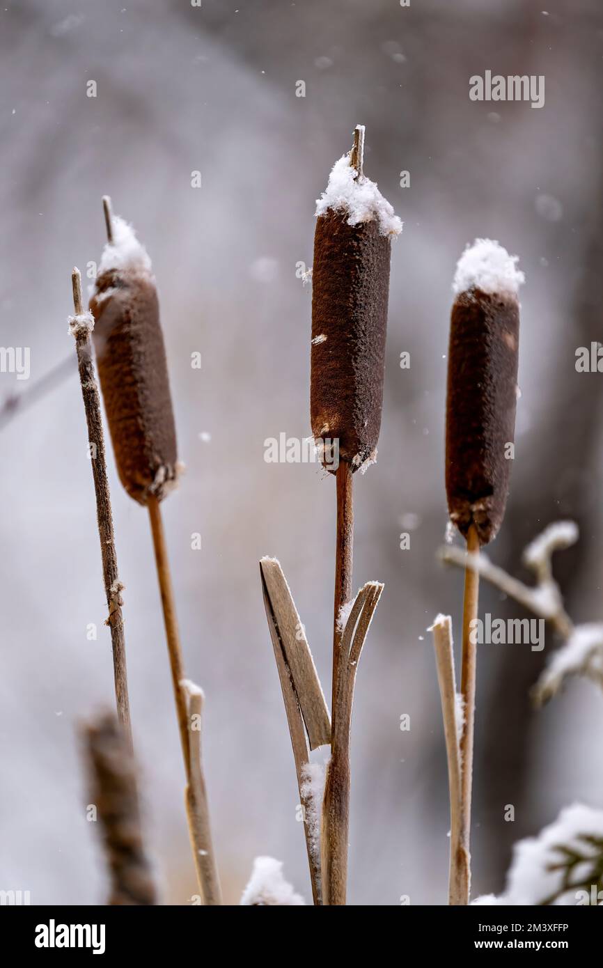 Common Cattail or Broad leaf Cattail close-up profile view in the ...